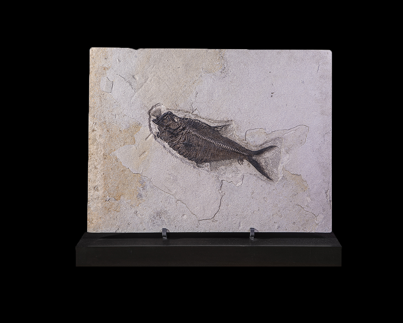 Artworks - Stefano Piccini - Bespoke Nature