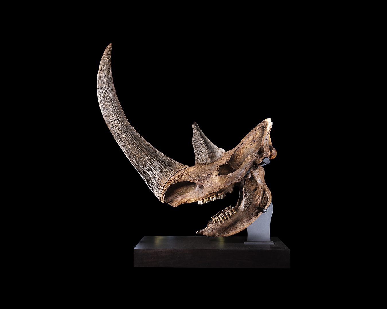Artworks - Stefano Piccini - Bespoke Nature